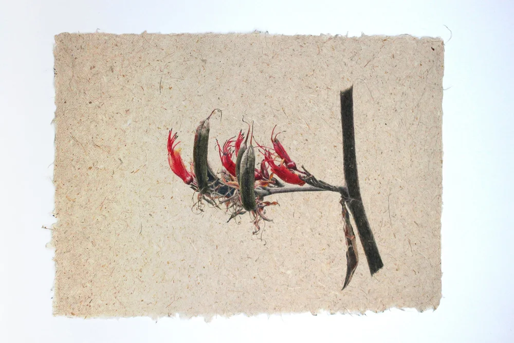 VIcki Jones - Botanical artist — Botanical Art Society of New Zealand
