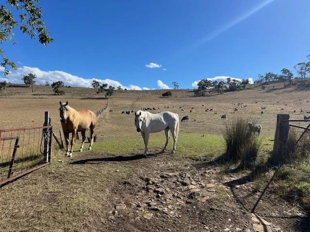 The Animals — Daisy Bank Cottages