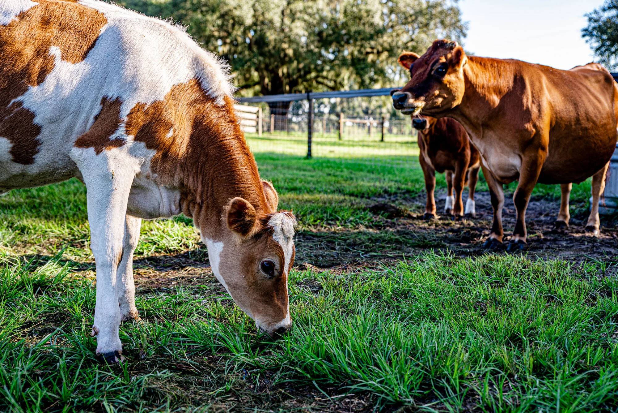 Mary's Sustainable Farm