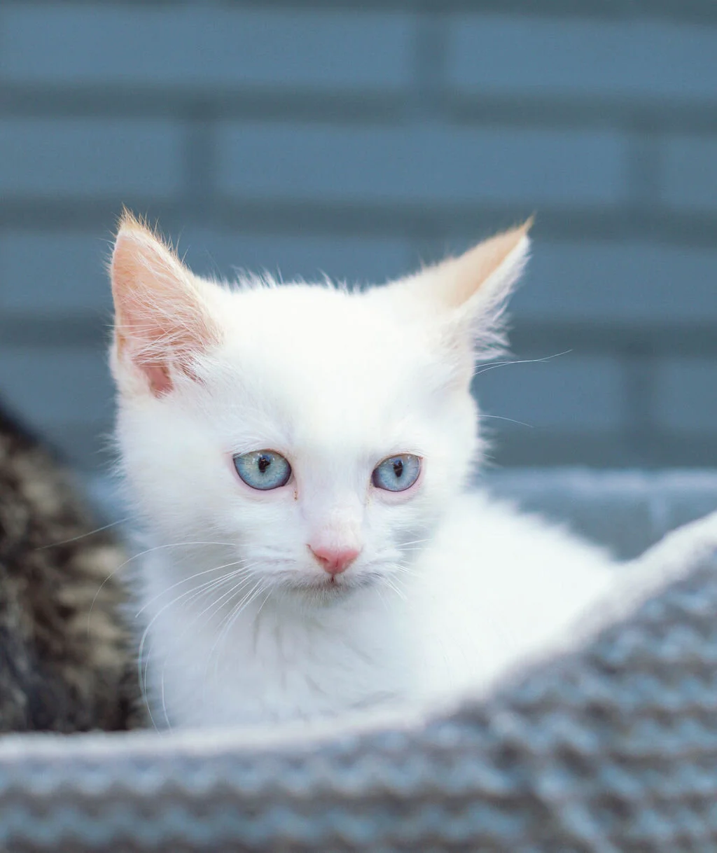 Adopt — Kitty CrusAIDe