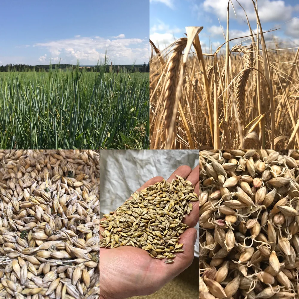 Our Farm — Sea Level Brewing