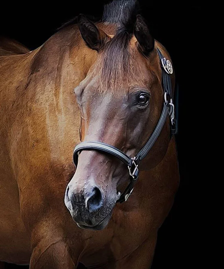 Bethlehem Mounted PoliceBethlehem Mounted Police