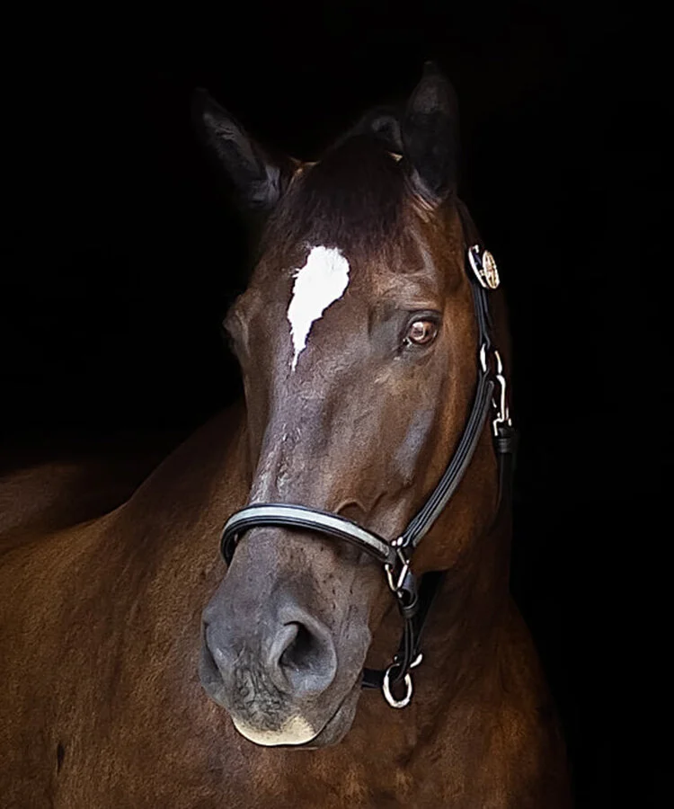 Bethlehem Mounted PoliceBethlehem Mounted Police