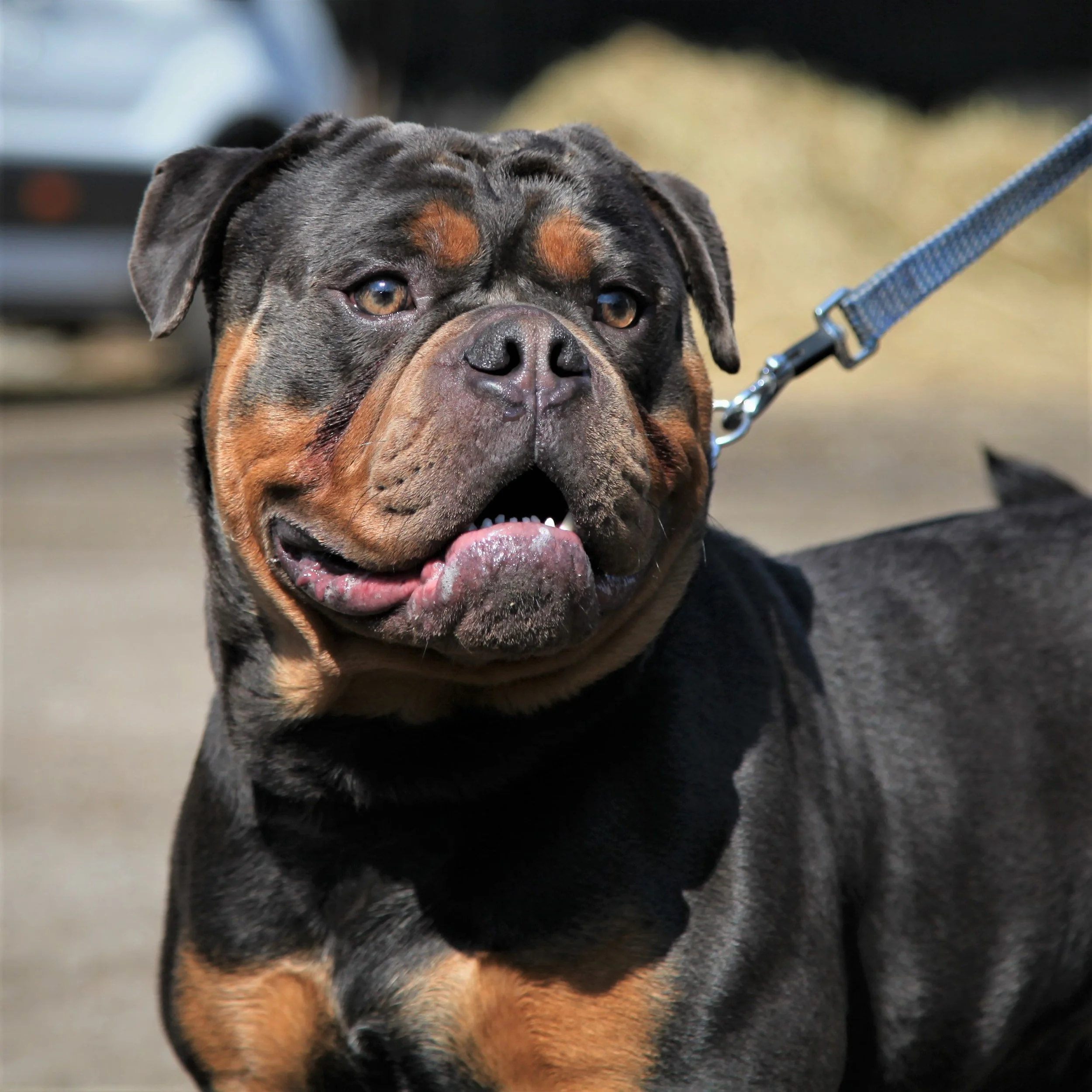 Rottweiler English Bulldog Mix