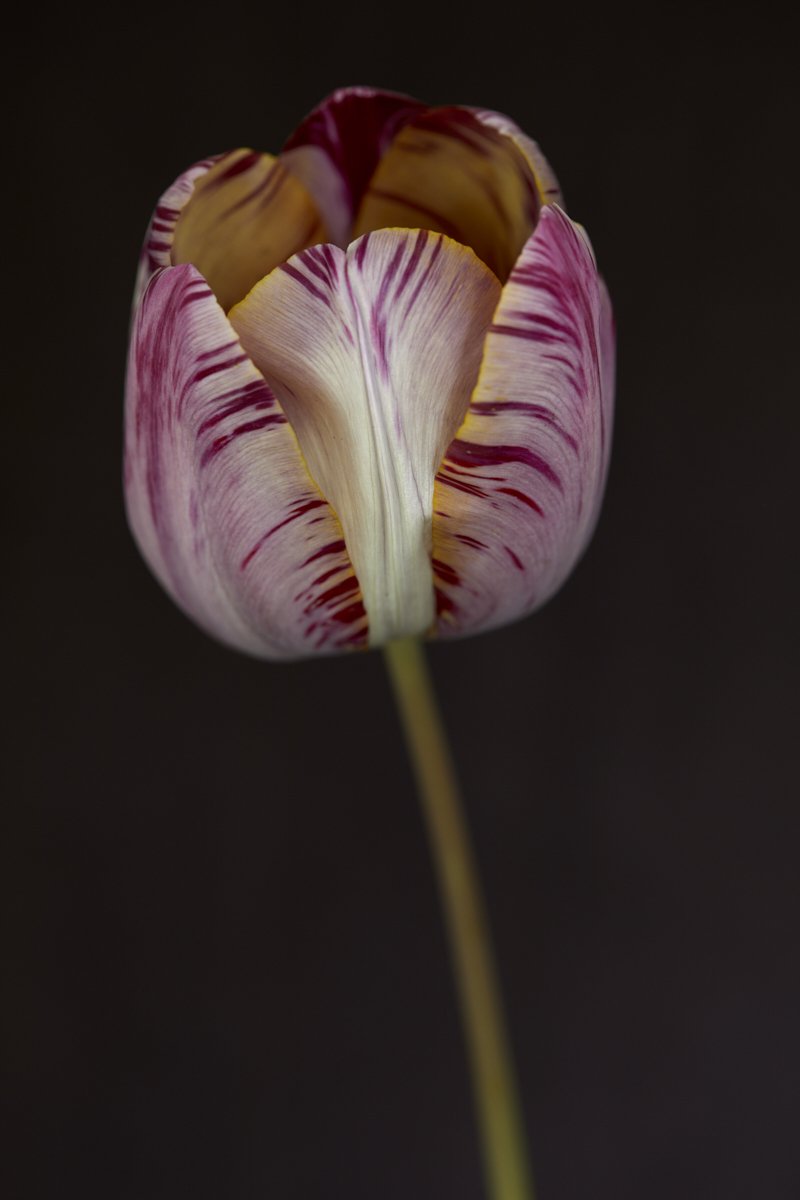 Art Exhibitions — Thyme