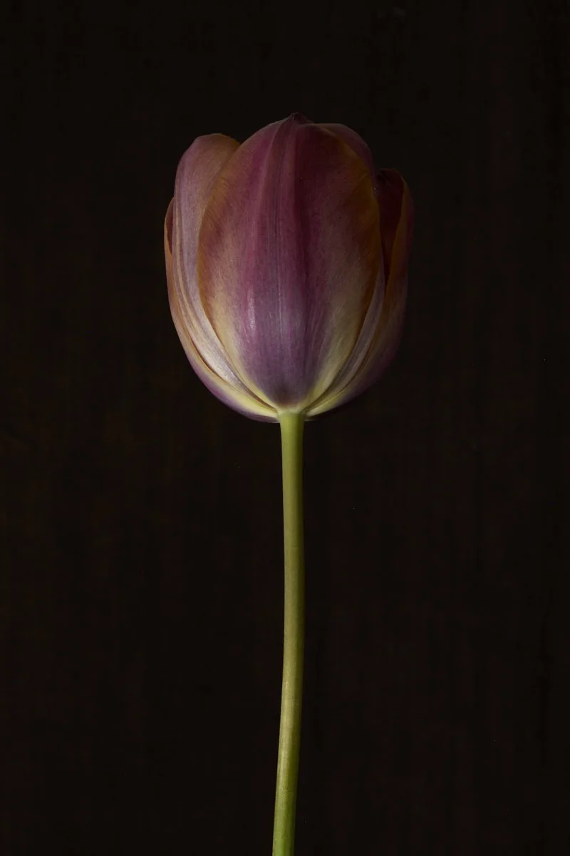 Art Exhibitions — Thyme