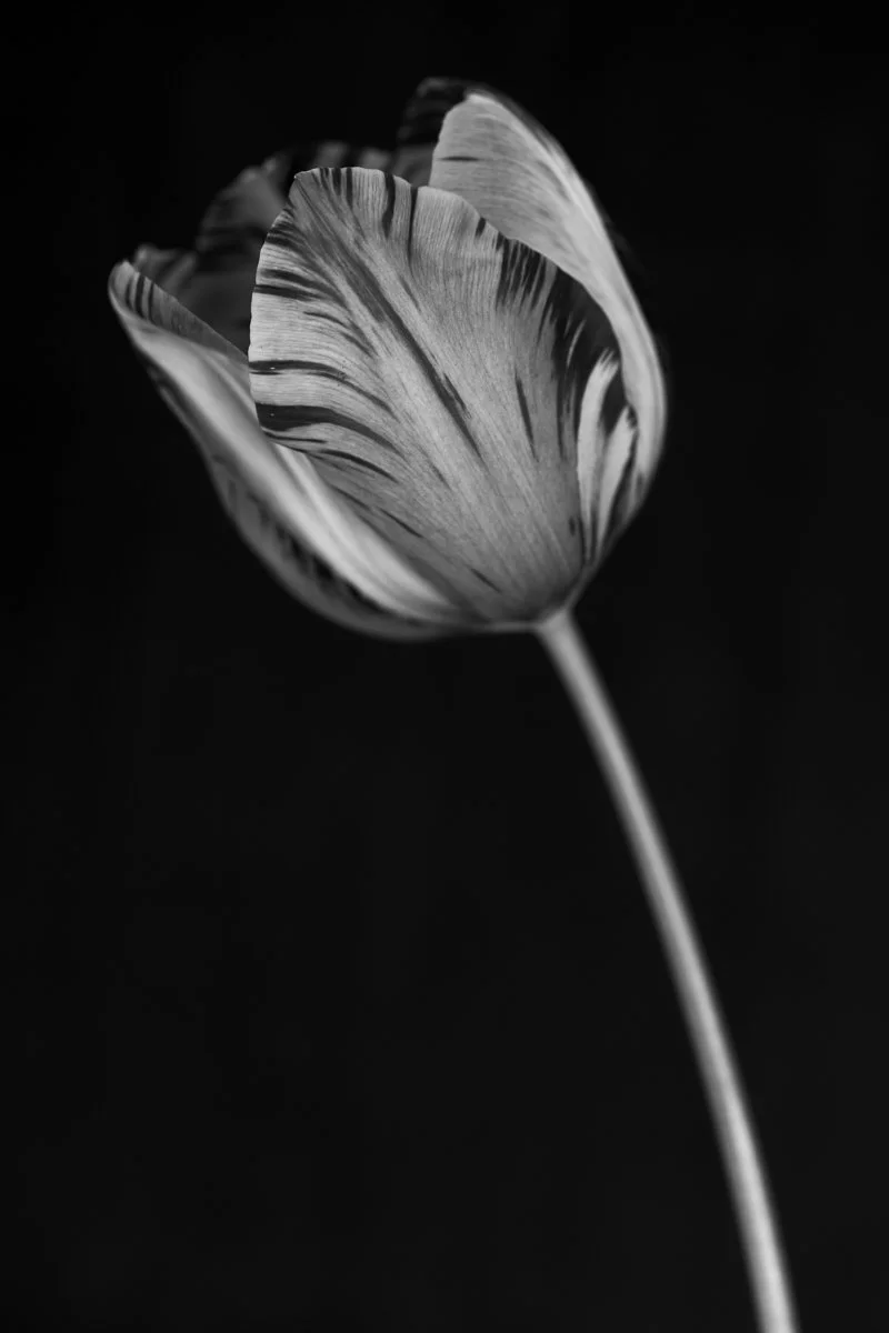 Art Exhibitions — Thyme