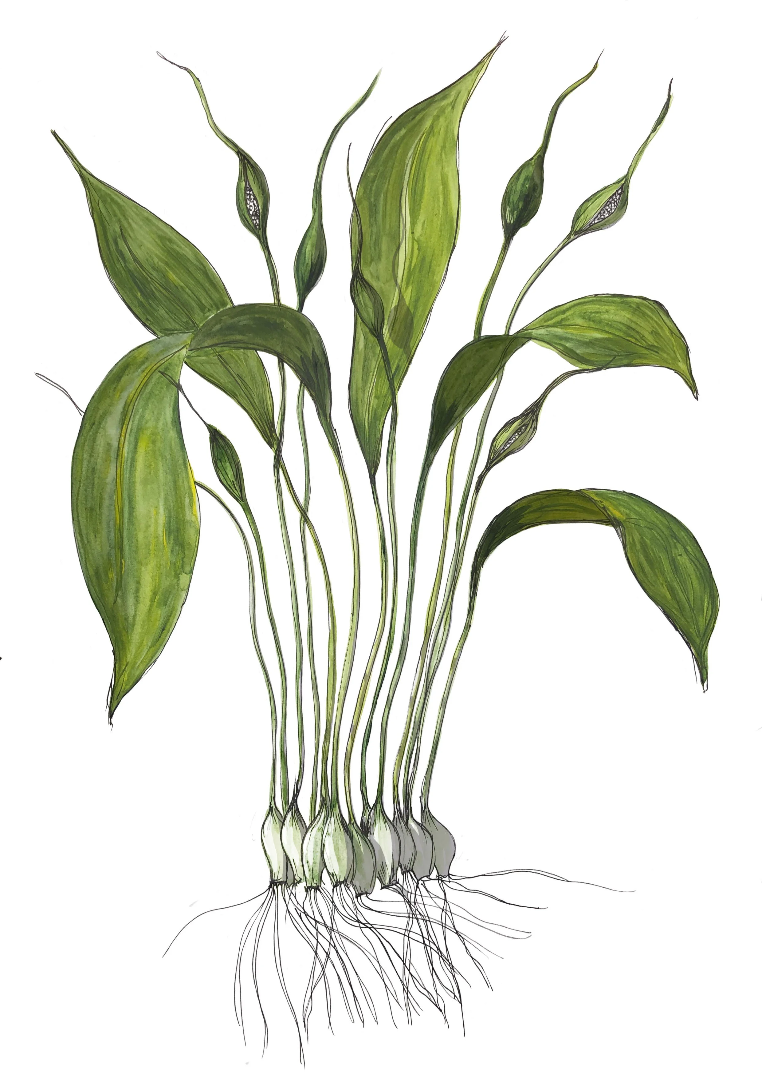 Wild Garlic: The Ingredient Edit — Thyme