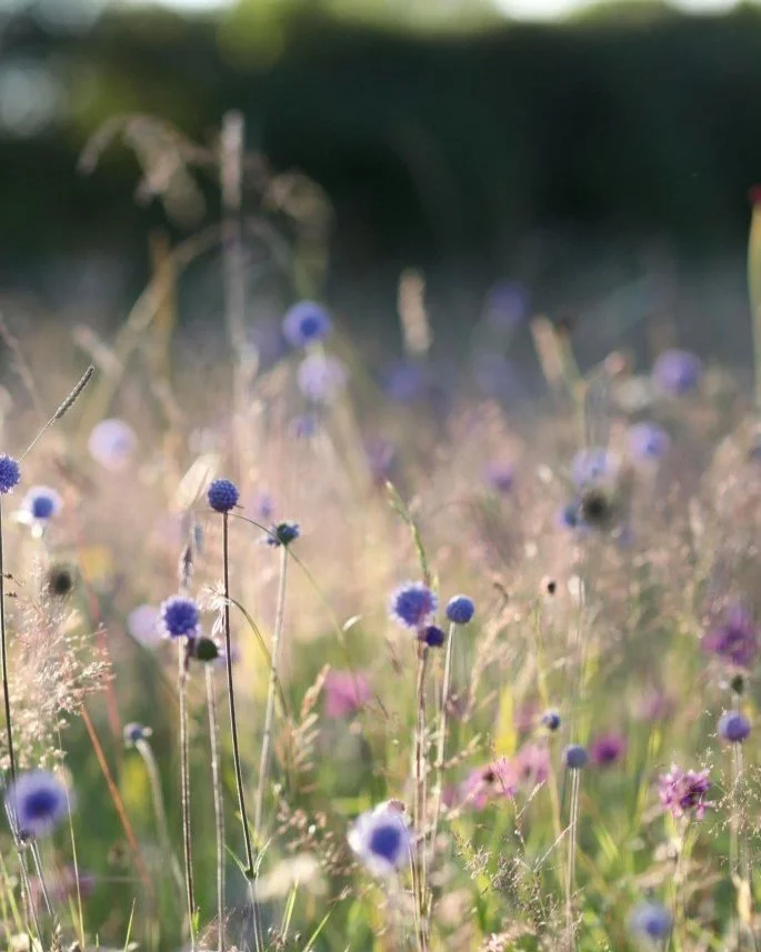 Country Life: Cotswold Water Meadows — Thyme