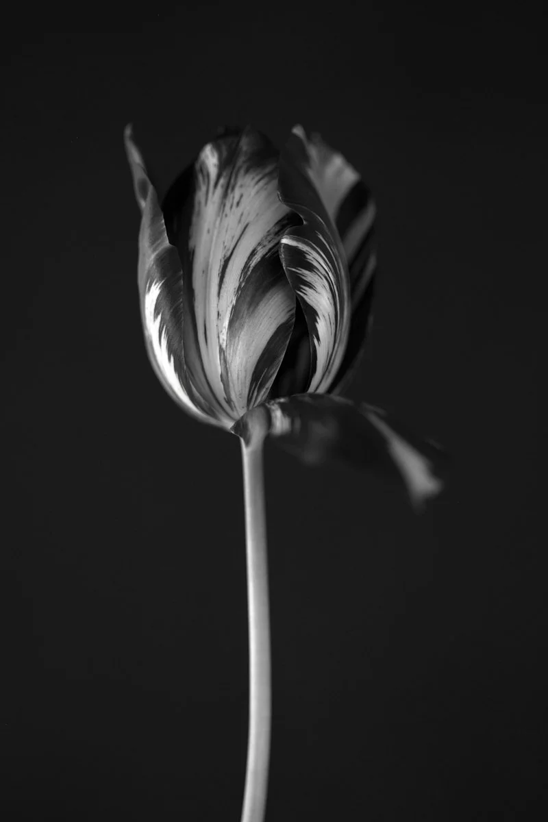 Art Exhibitions — Thyme