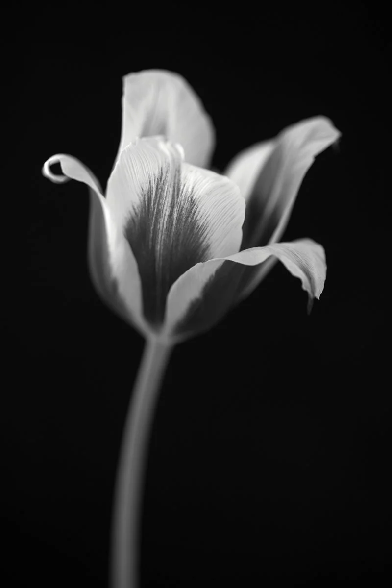 Art Exhibitions — Thyme