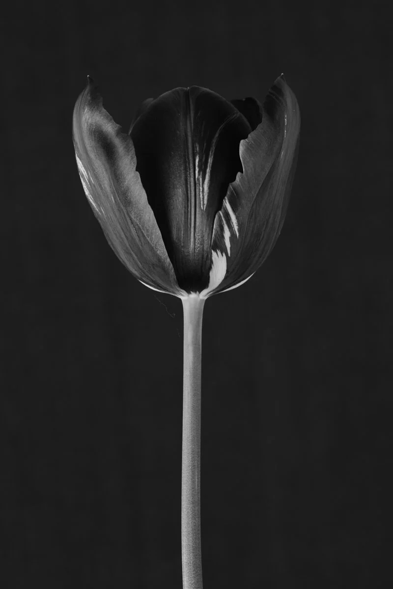 Art Exhibitions — Thyme