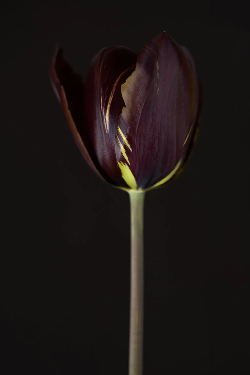 Art Exhibitions — Thyme