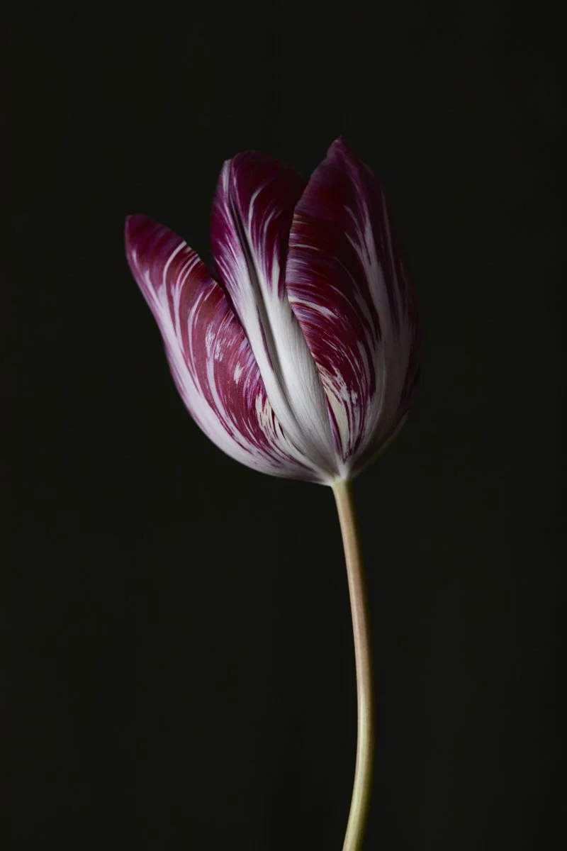 Art Exhibitions — Thyme