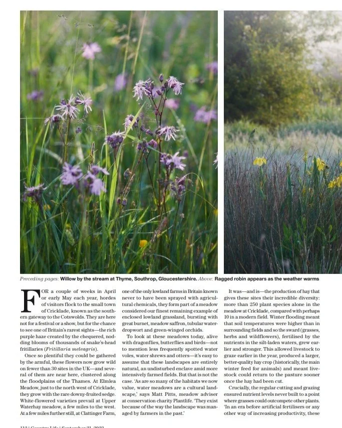 Country Life: Cotswold Water Meadows — Thyme