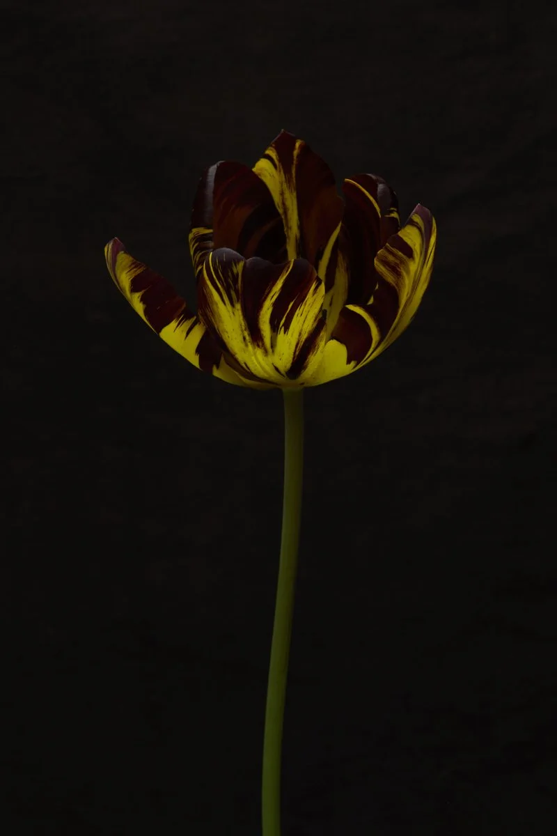 Art Exhibitions — Thyme