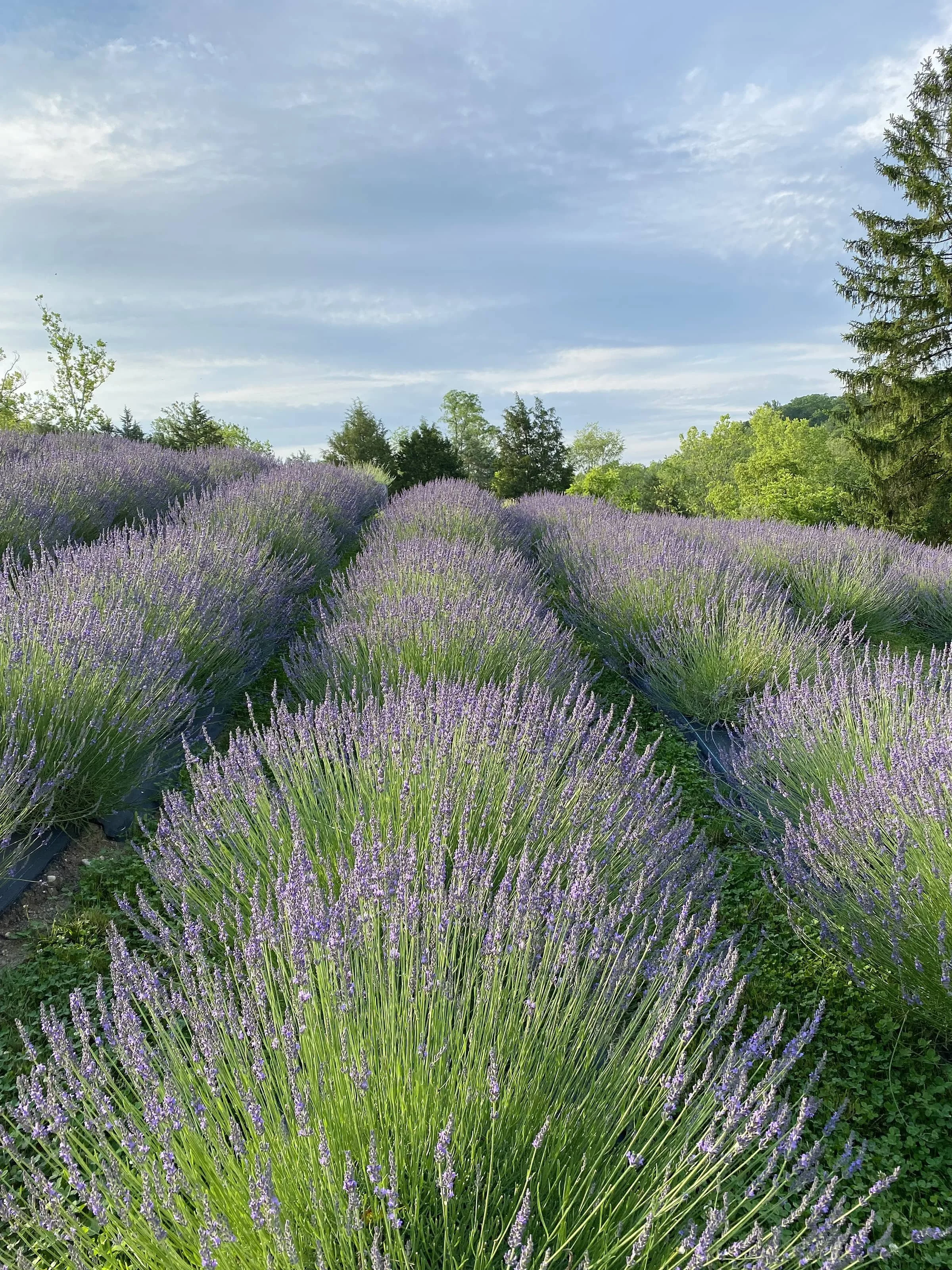 You Pick Lavender Events — Cedar Ridge Trails