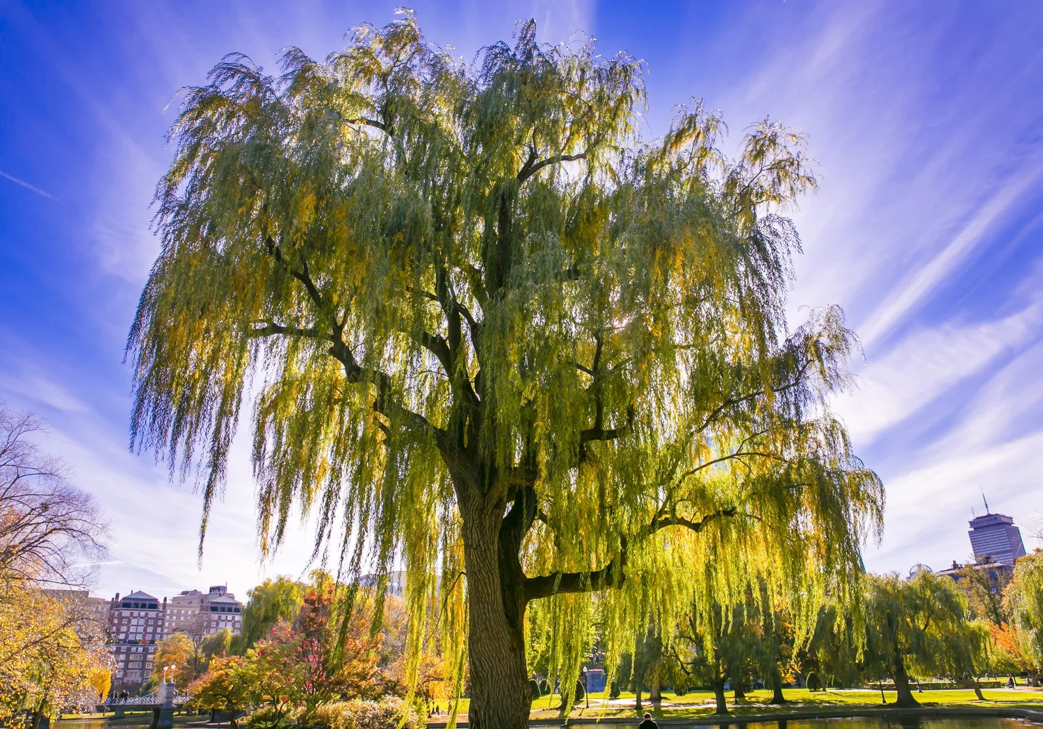 Advent & Beacon Hill — The Advent School