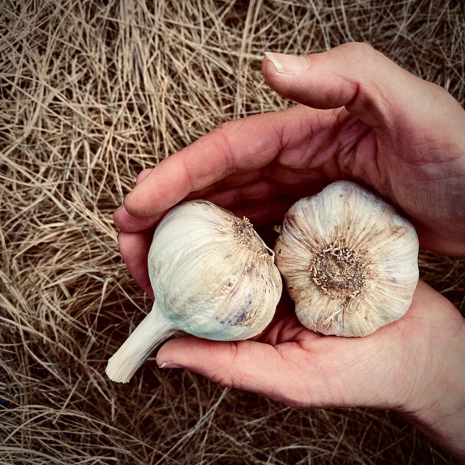 Backyard Garlic | Dehydrated Garlic Grinders & Refills