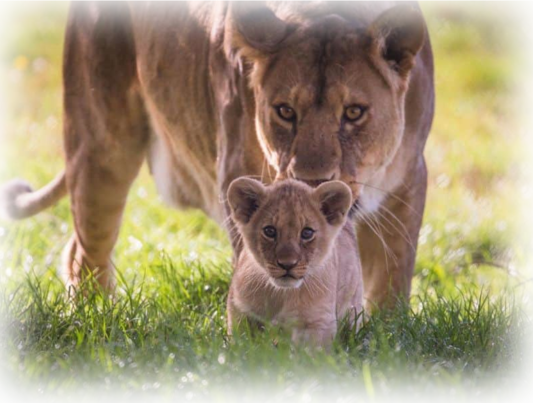 Core Self Reclamation Therapy is Fierce Love, a new form of ...