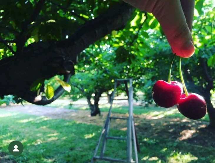 Cherry Avenue Farms