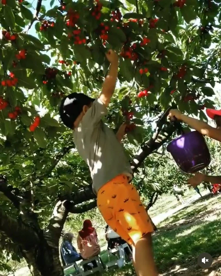 Cherry Avenue Farms