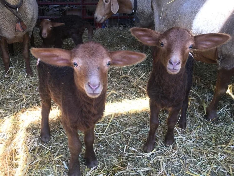 CALIFORNIA RED SHEEP — FOLSOM FARM