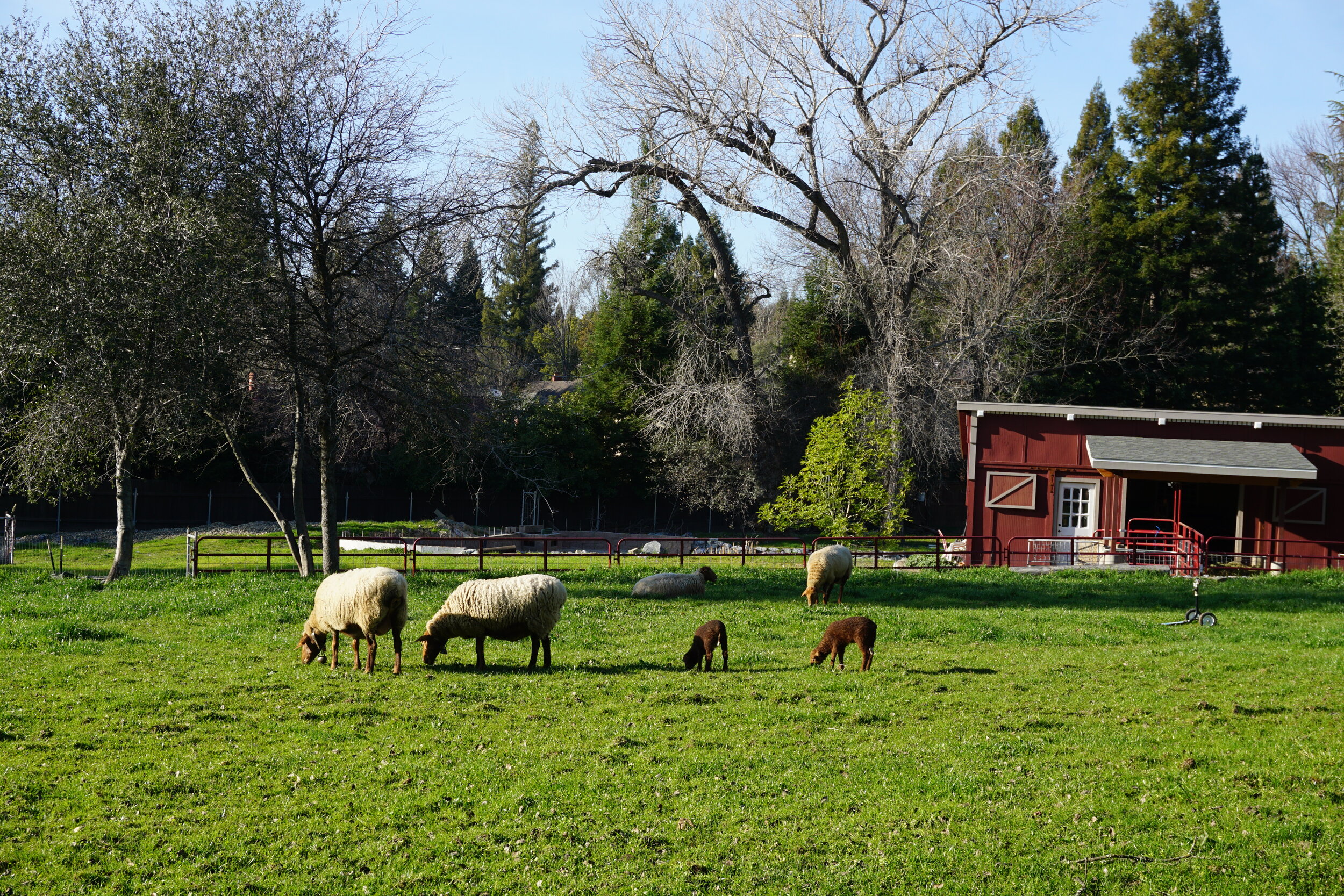 CALIFORNIA RED SHEEP — FOLSOM FARM