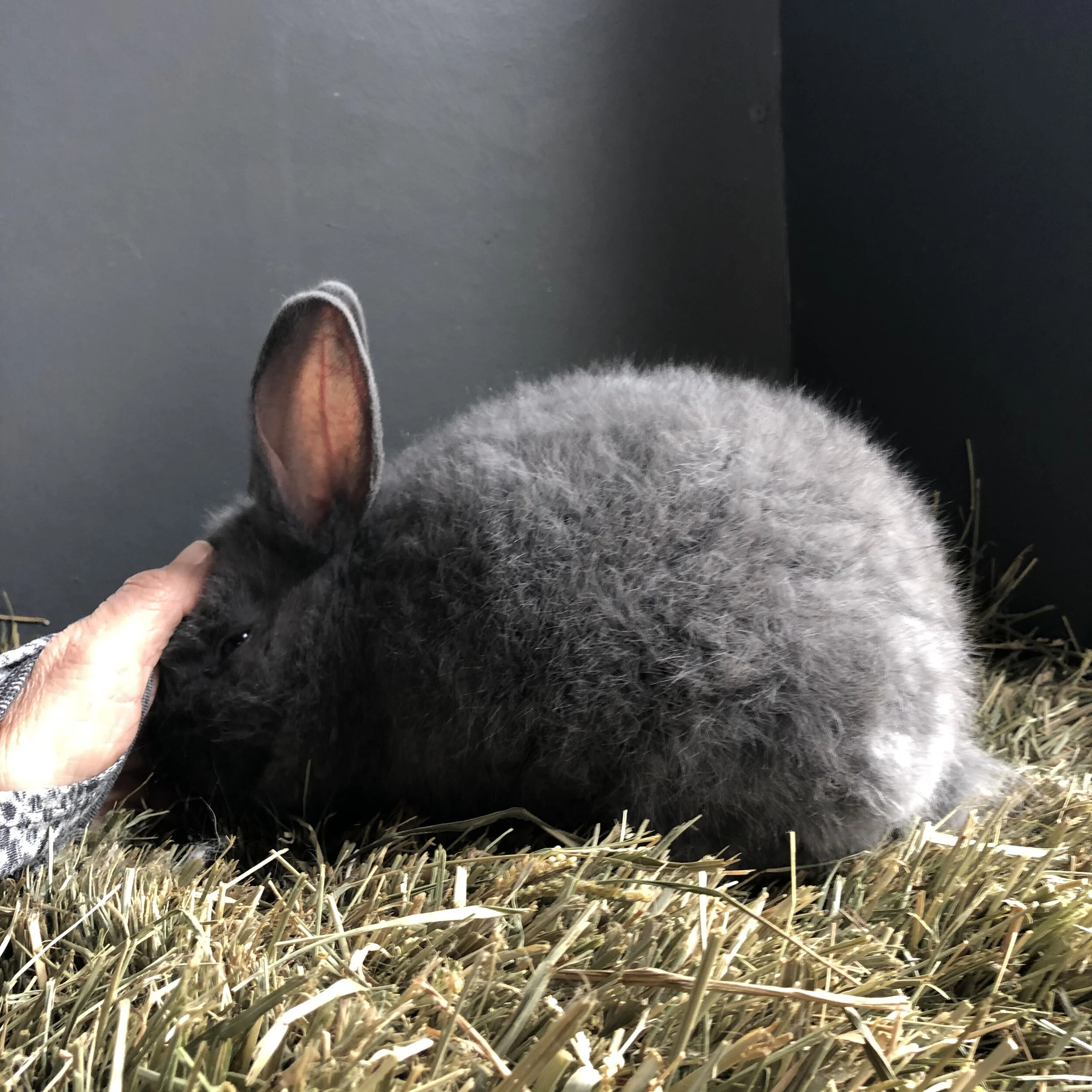 Blue Silver Fox Rabbits