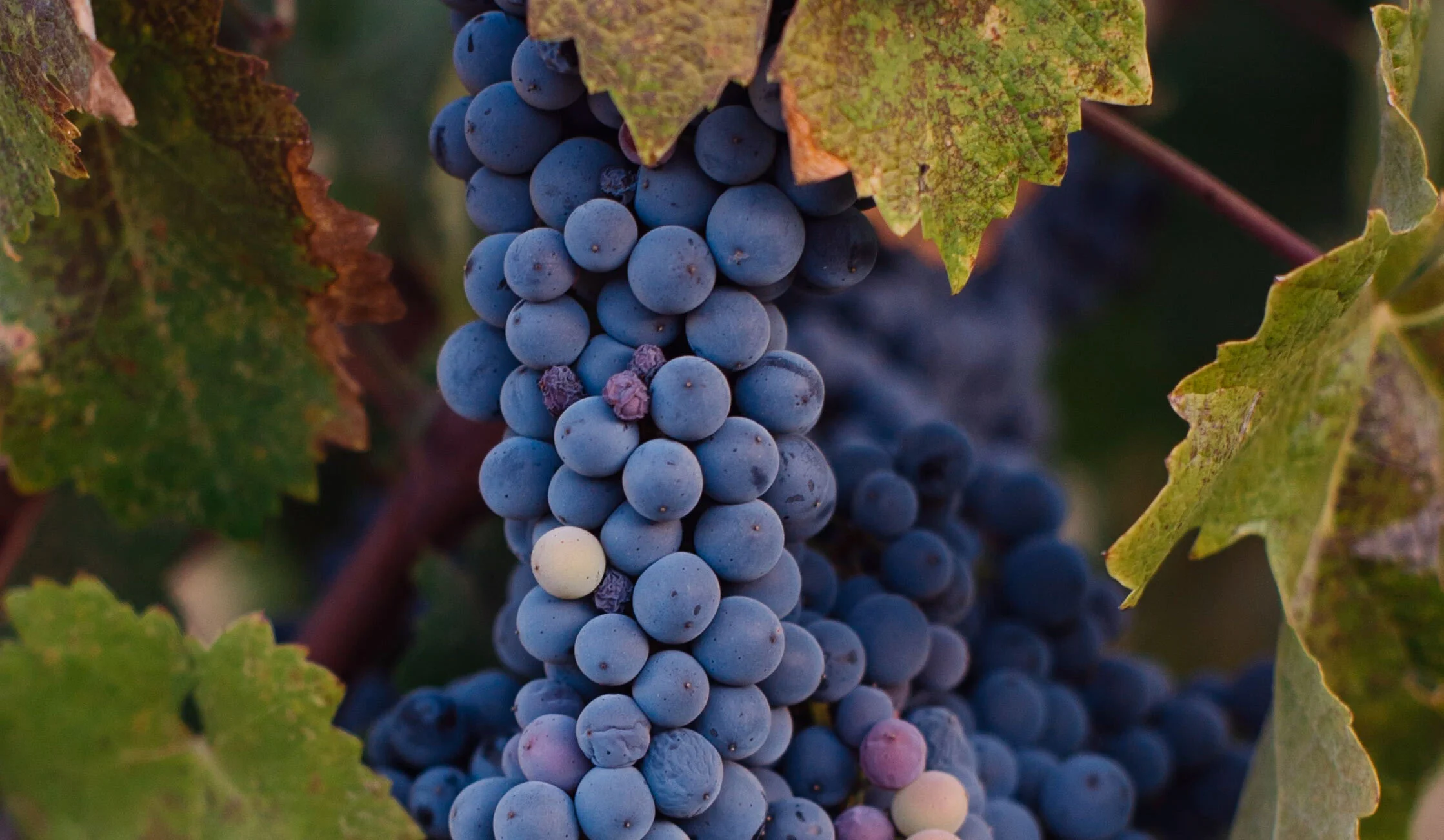 Dawn Dolan Wine Business Consulting