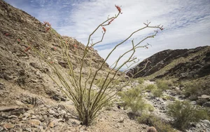 Top Ten Native Plants in the Desert Garden — CactusToCloud Institute