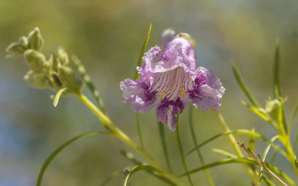 Top Ten Native Plants in the Desert Garden — CactusToCloud Institute