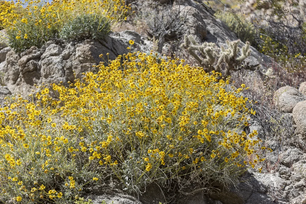 Top Ten Native Plants in the Desert Garden — CactusToCloud Institute