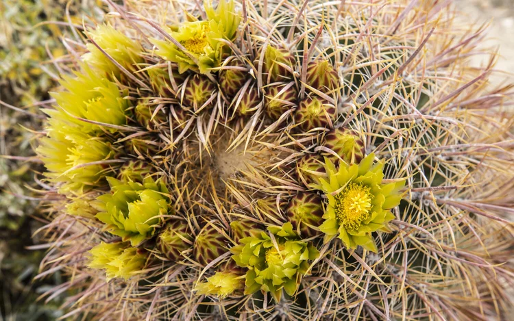 Top Ten Native Plants in the Desert Garden — Cactus to Cloud