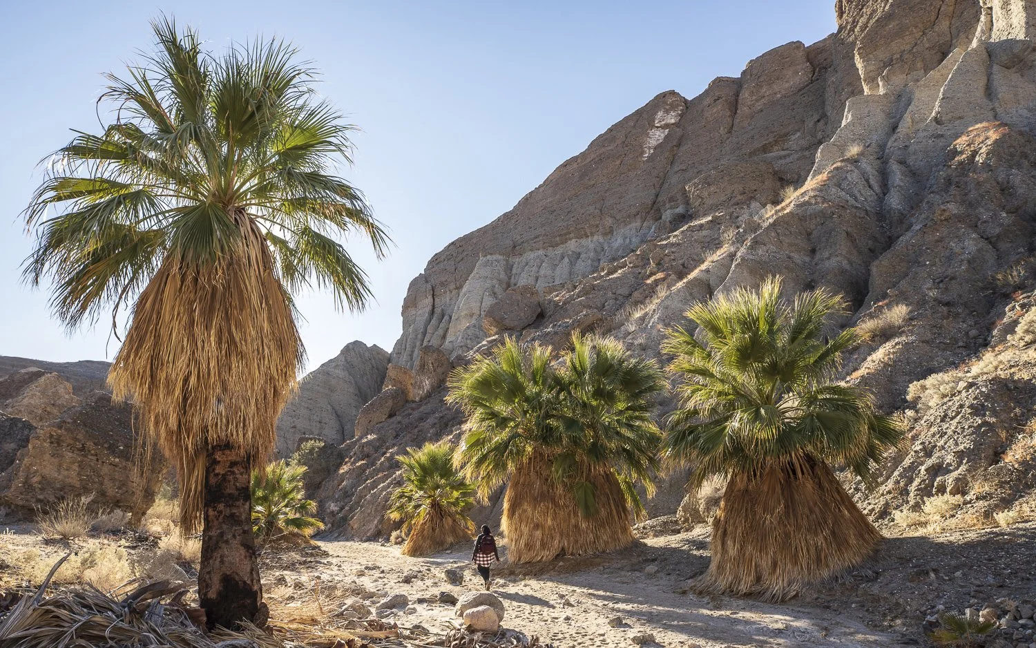 Chuckwalla National Monument — CactusToCloud Institute