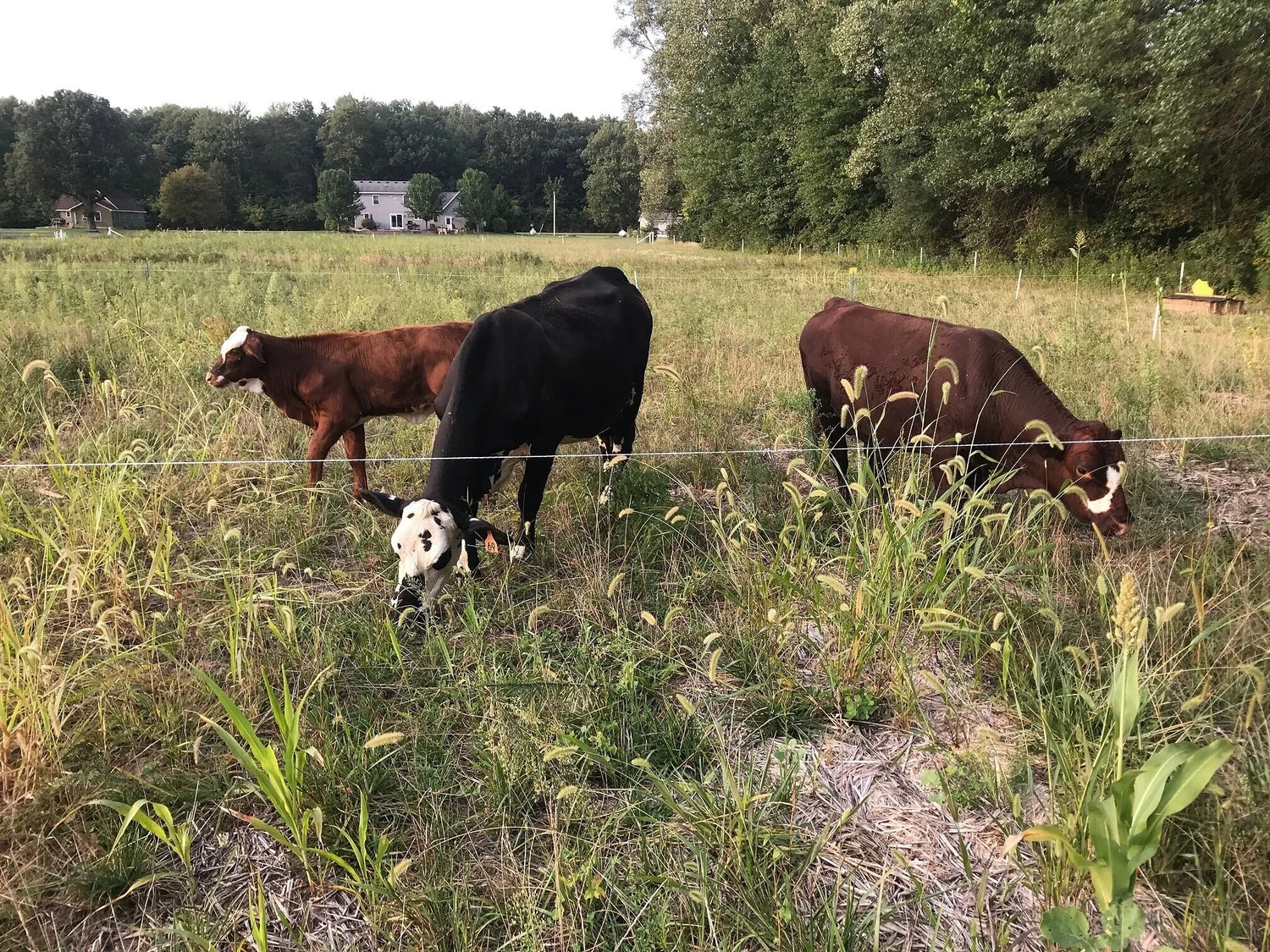 Black Swamp Cattle Co.