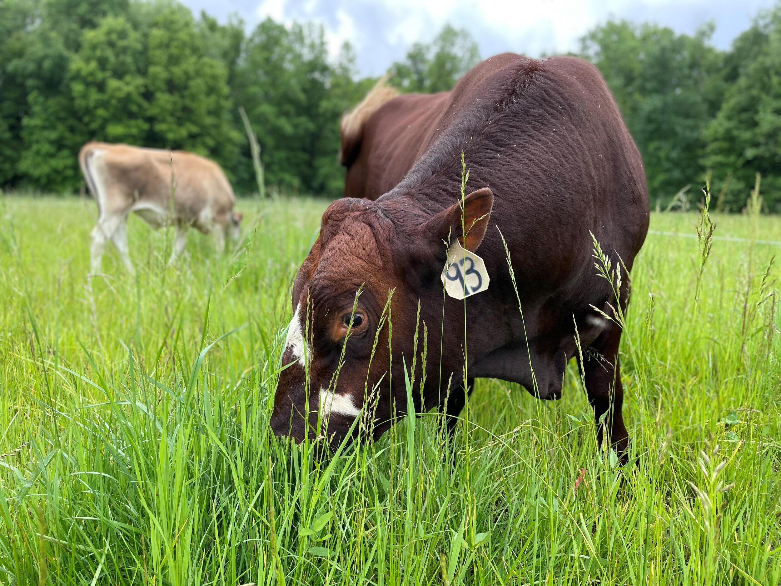 Black Swamp Cattle Co.