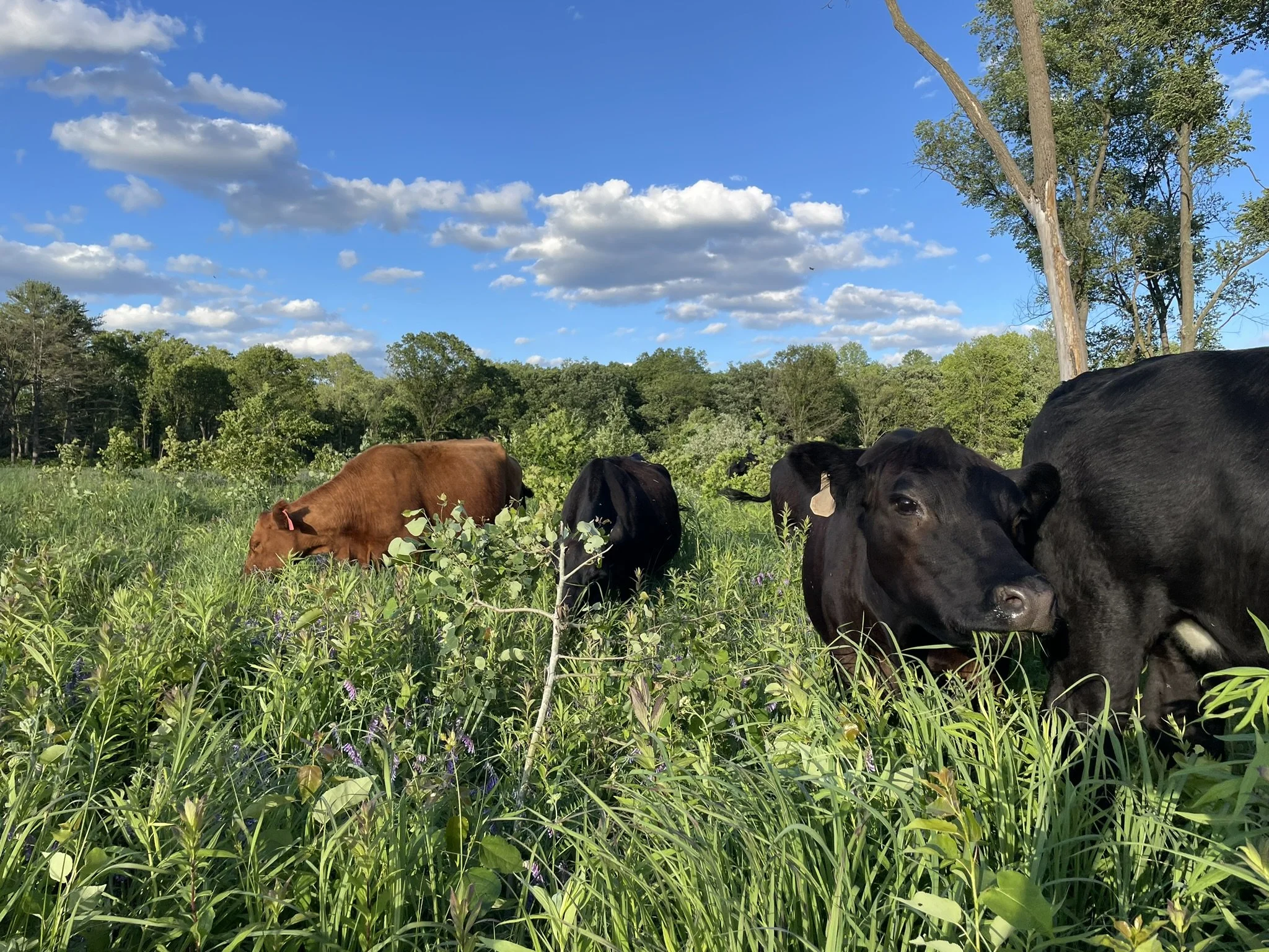 Toledo Metroparks — Black Swamp Cattle Co.