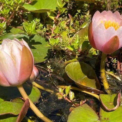 Aquatic plant nursery — Bells Water Gardens