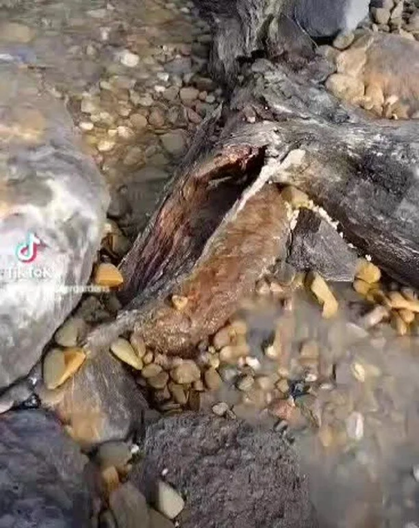 Aquatic plant nursery — Bells Water Gardens