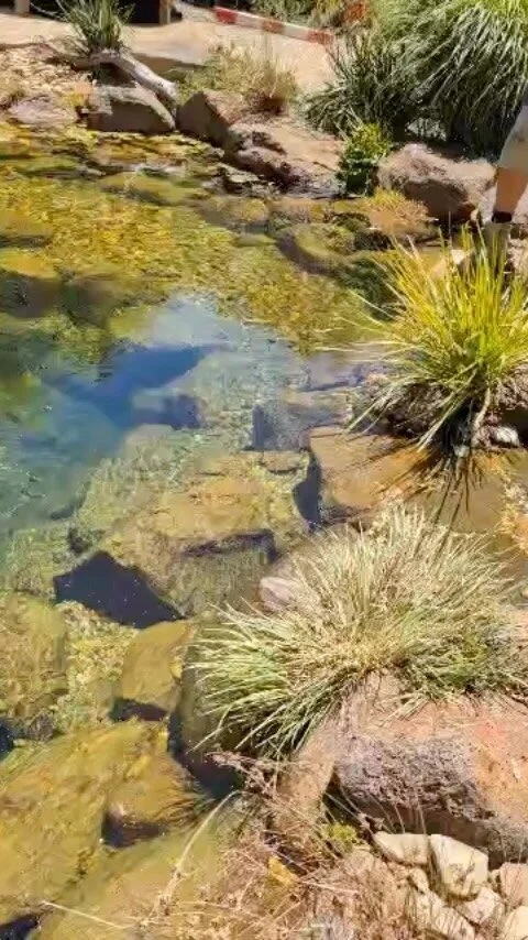Aquatic plant nursery — Bells Water Gardens