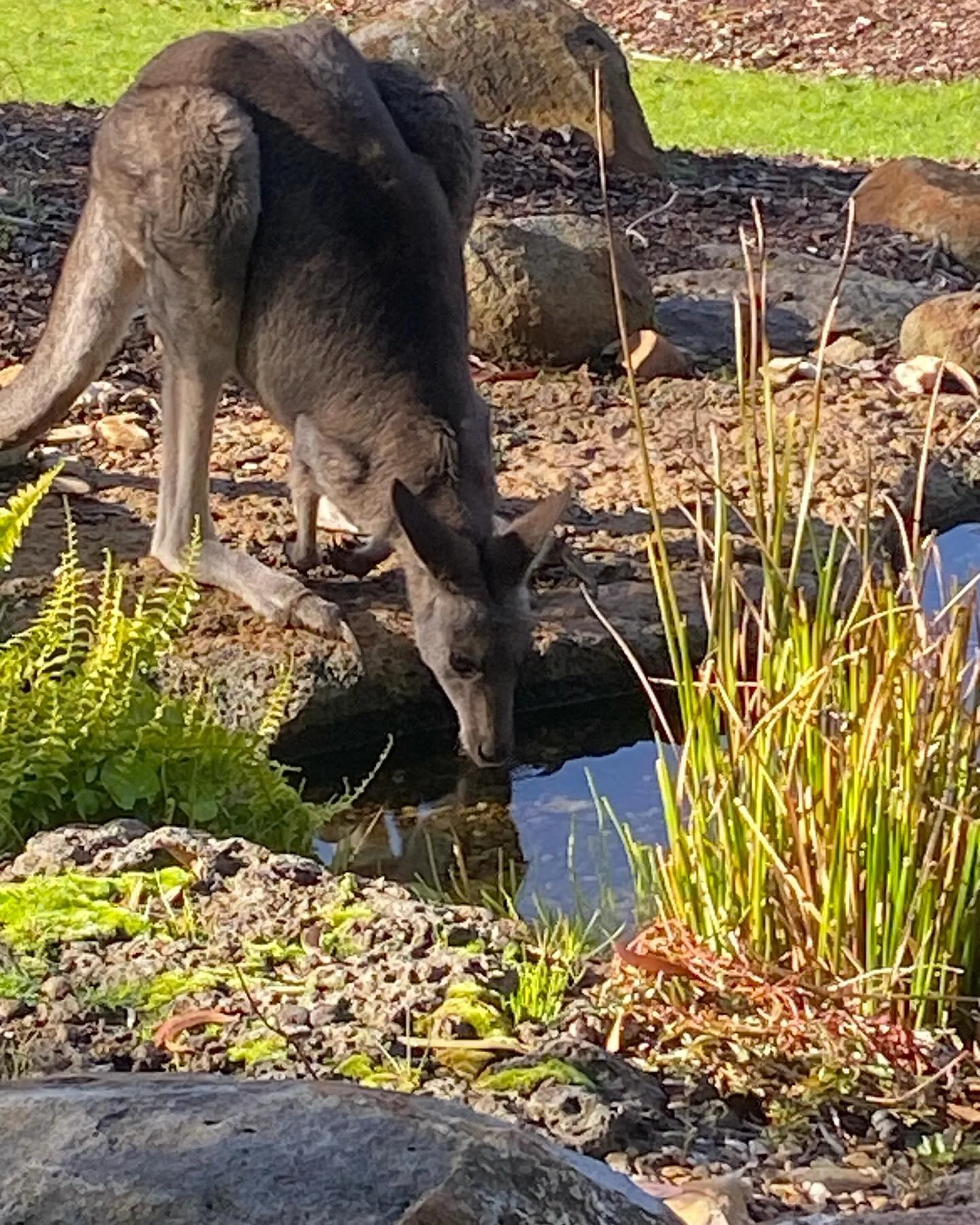 Aquatic plant nursery — Bells Water Gardens