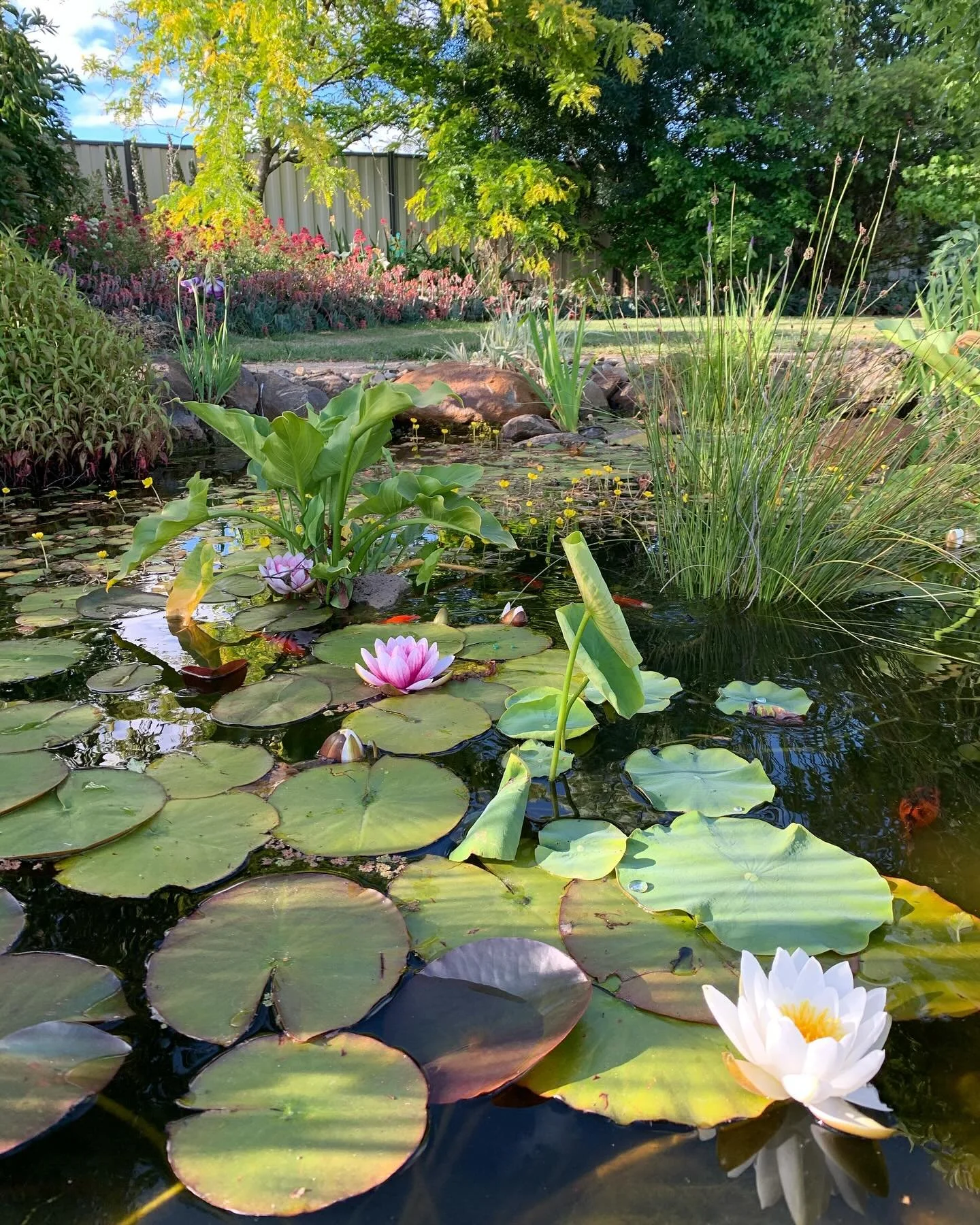 Aquatic plant nursery — Bells Water Gardens
