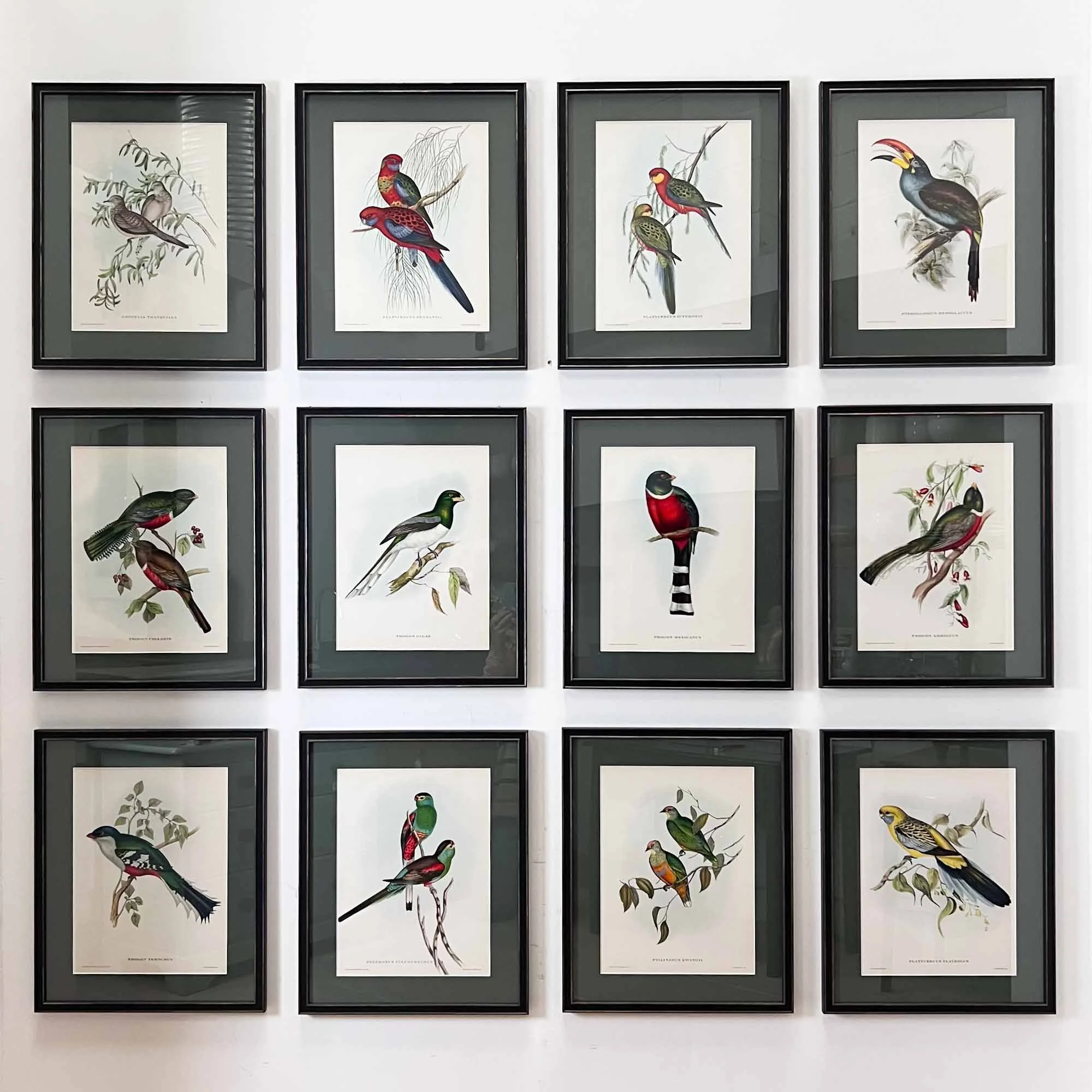 Vintage Gould ornithological print of Platycercus Flaveolus ...