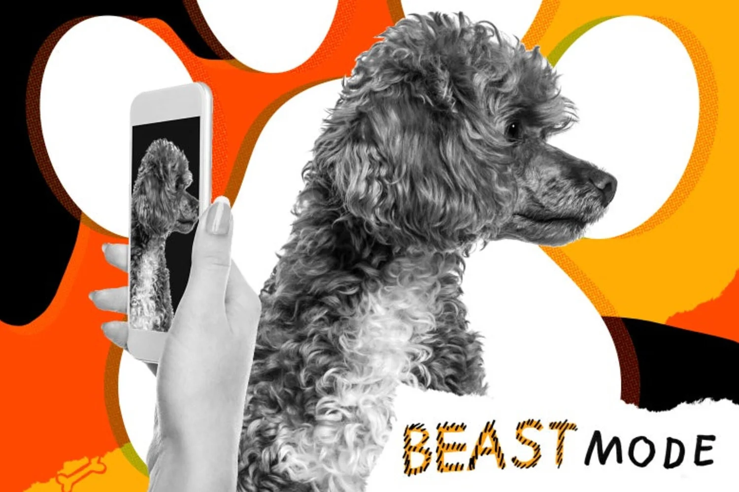 About Ellen Shershow, California's Top Pet Photographer — Ellen ...