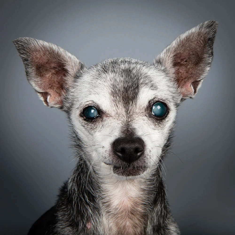 Senior Dogs Artwork Image Gallery — Ellen Shershow Photography