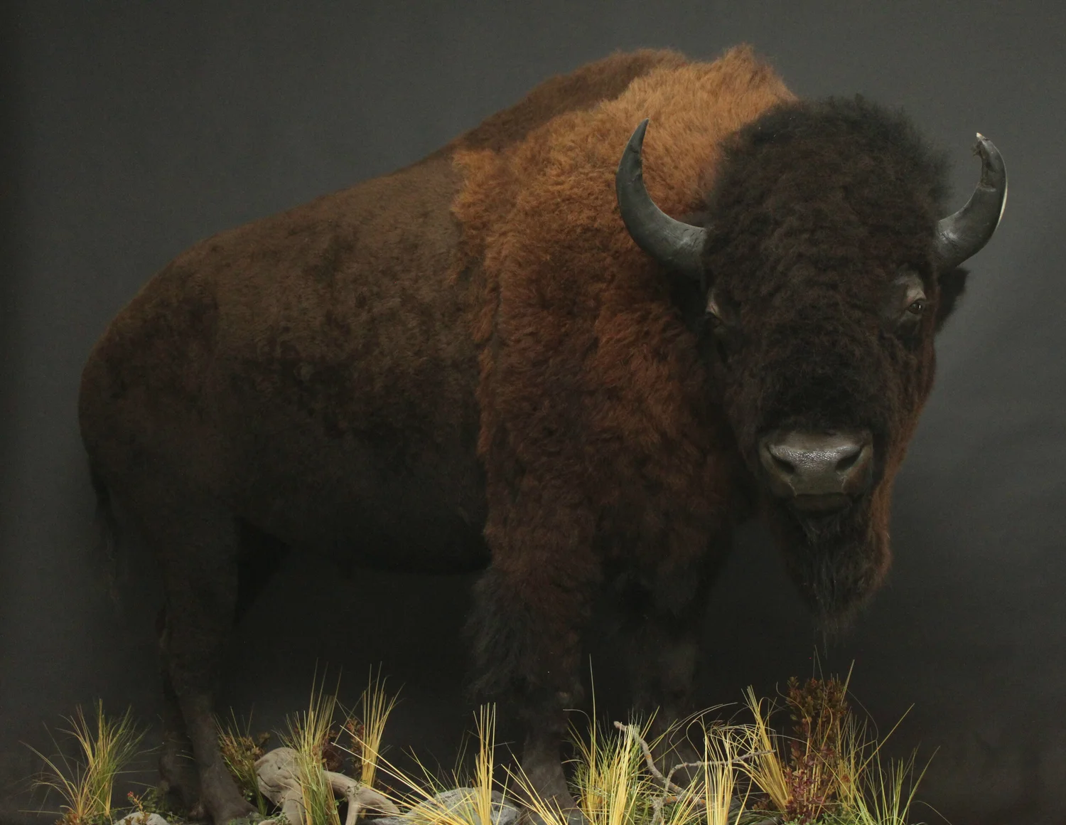 Buffalo & Muskox — Orion Taxidermy