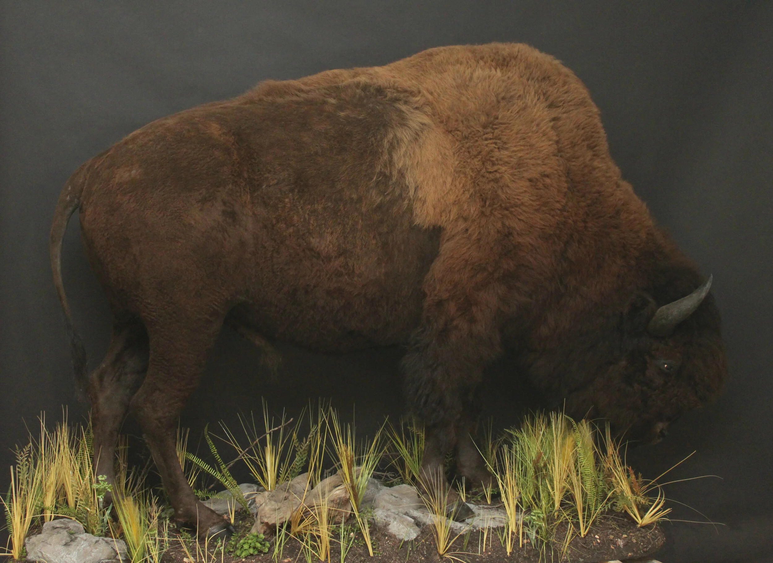 Buffalo & Muskox — Orion Taxidermy