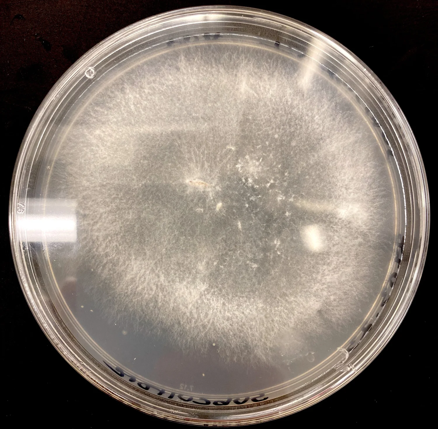 Mycelium Lab — BIOREGION INSTITUTE
