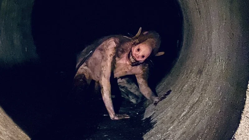 All Hail Raatma, Terror Is The Subject In 'V/H/S/94' (Review) — Macabre ...